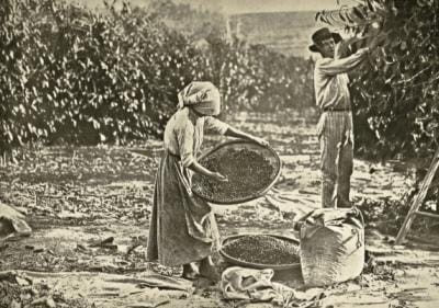 A História da Agricultura Brasileira no Século XX - Engº Agrº Ruy Gripp